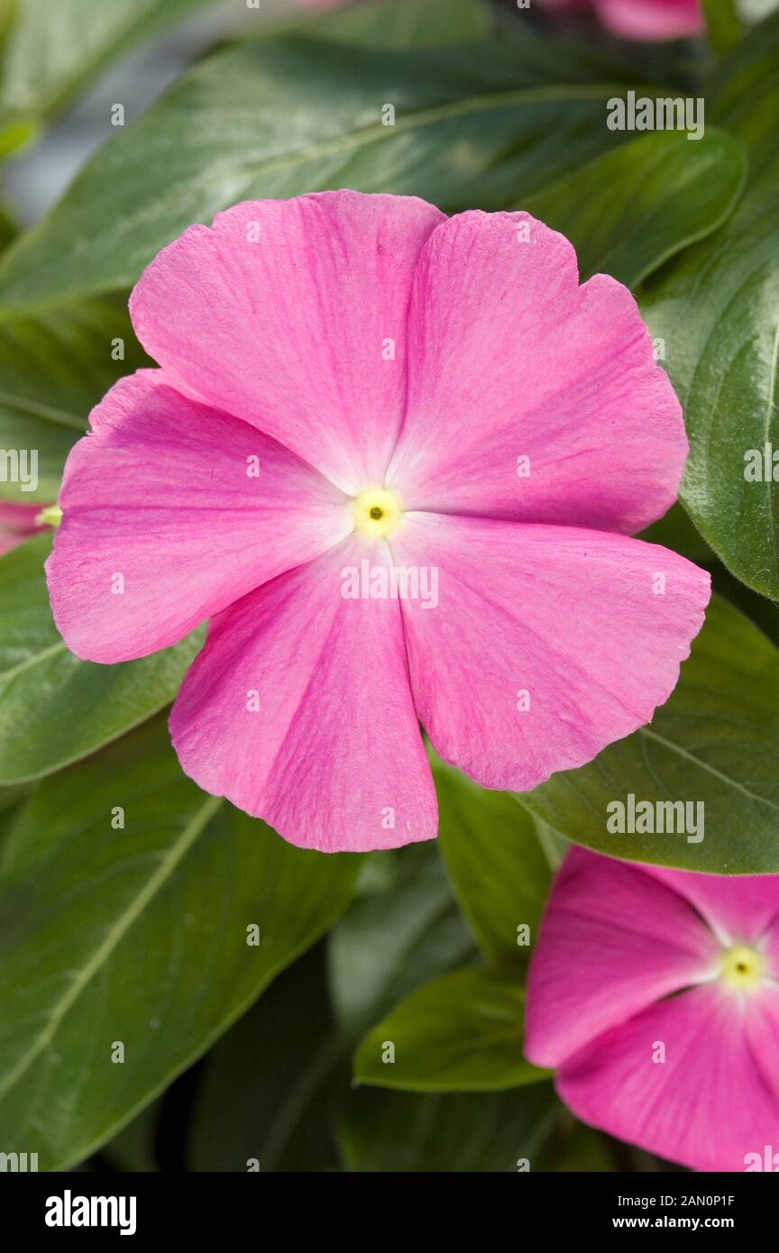 Devil rose hi-res stock photography and images - Alamy
