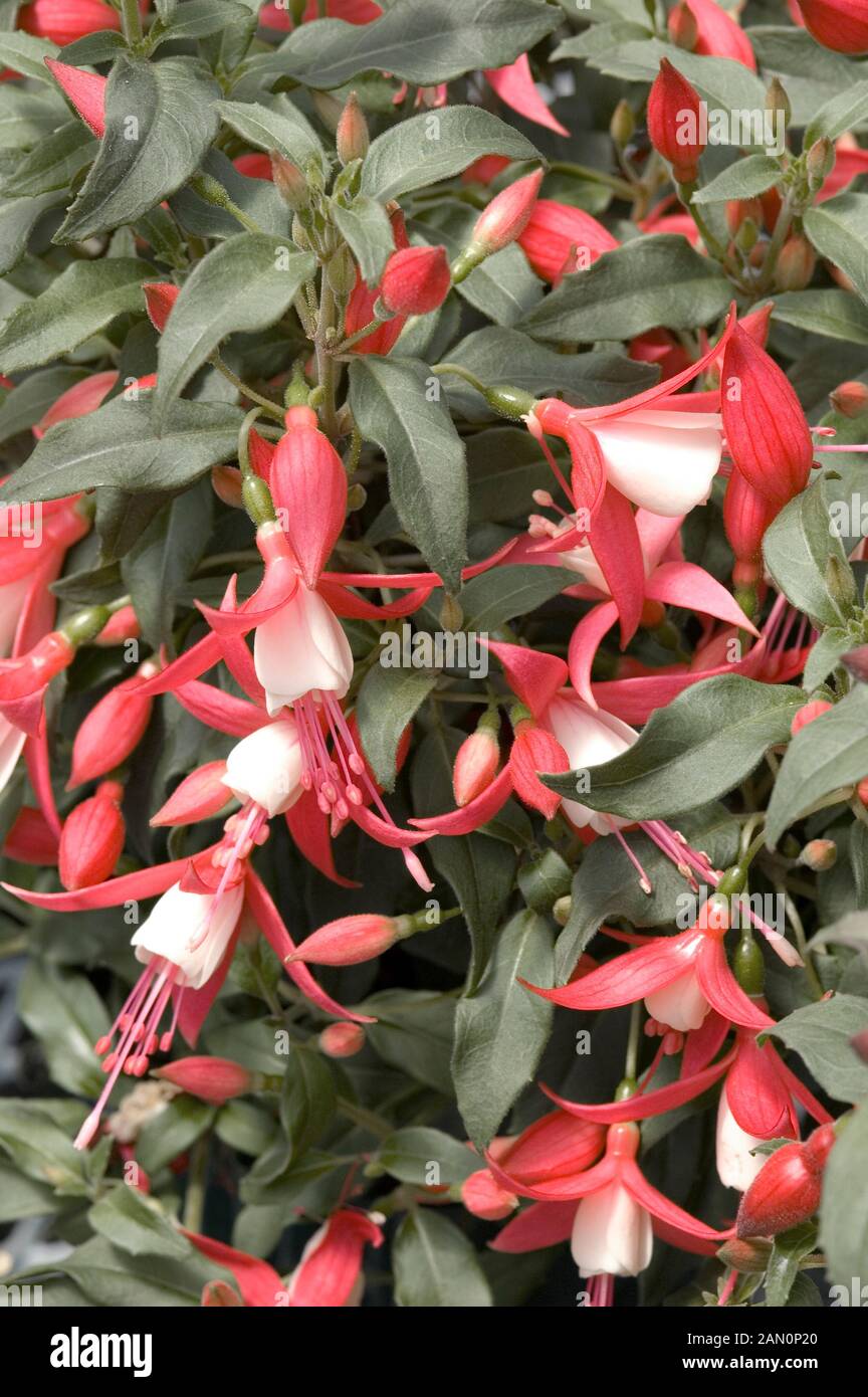 FUCHSIA DIVA RED AND WHITE Stock Photo - Alamy