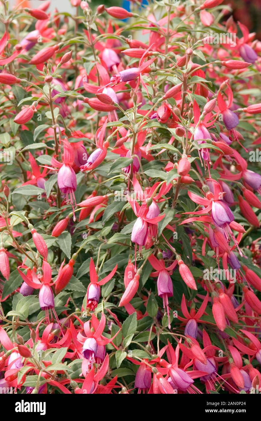 FUCHSIA DIVA RED AND LIGHT BLUE Stock Photo - Alamy