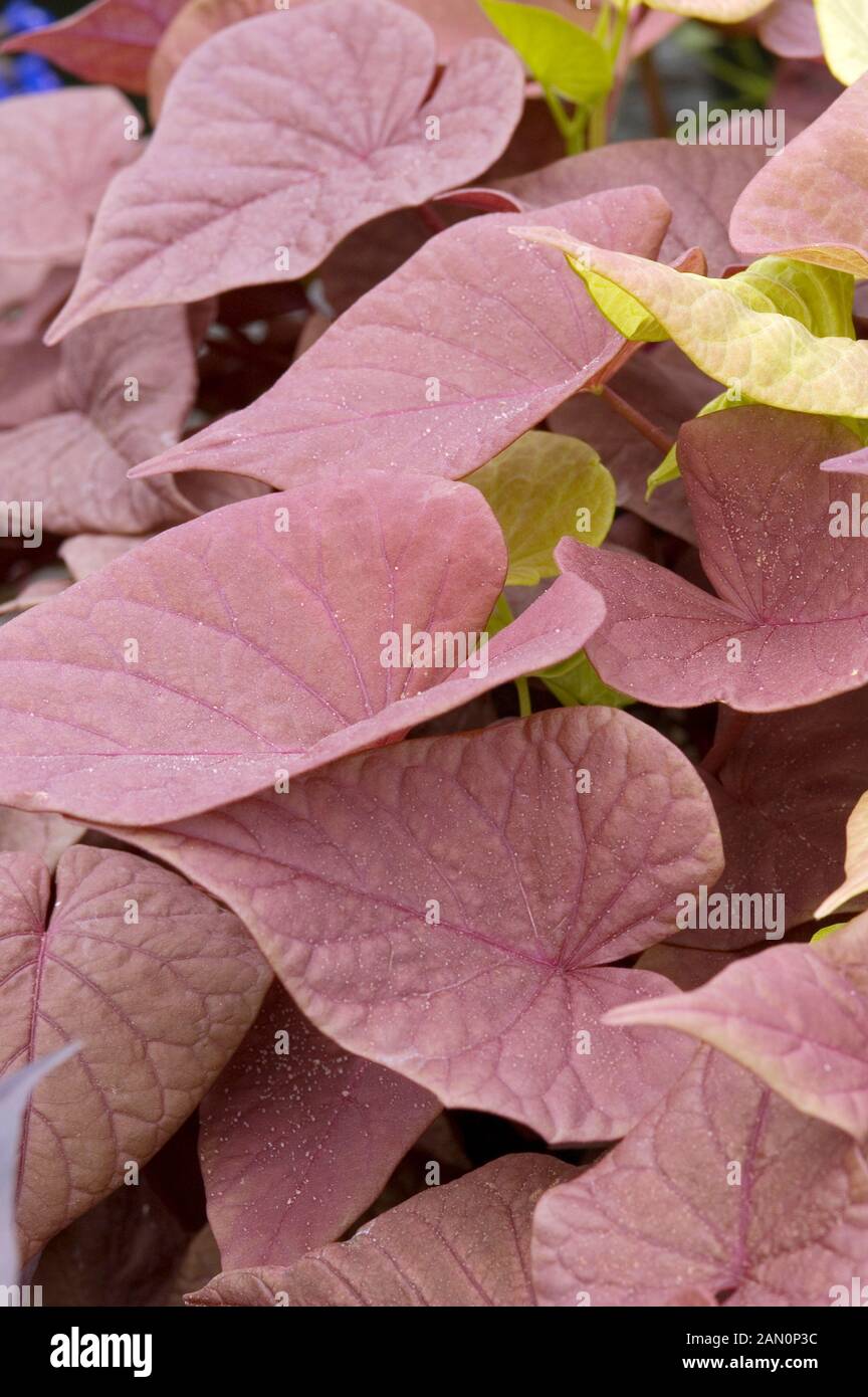 IPOMOEA SWEET CAROLINE SWEETHEART RED Stock Photo - Alamy