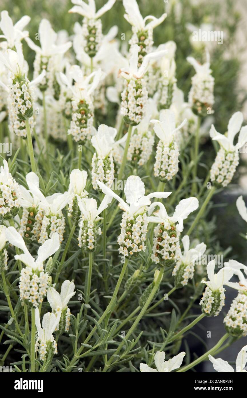 Lavandula white hi-res stock photography and images - Alamy