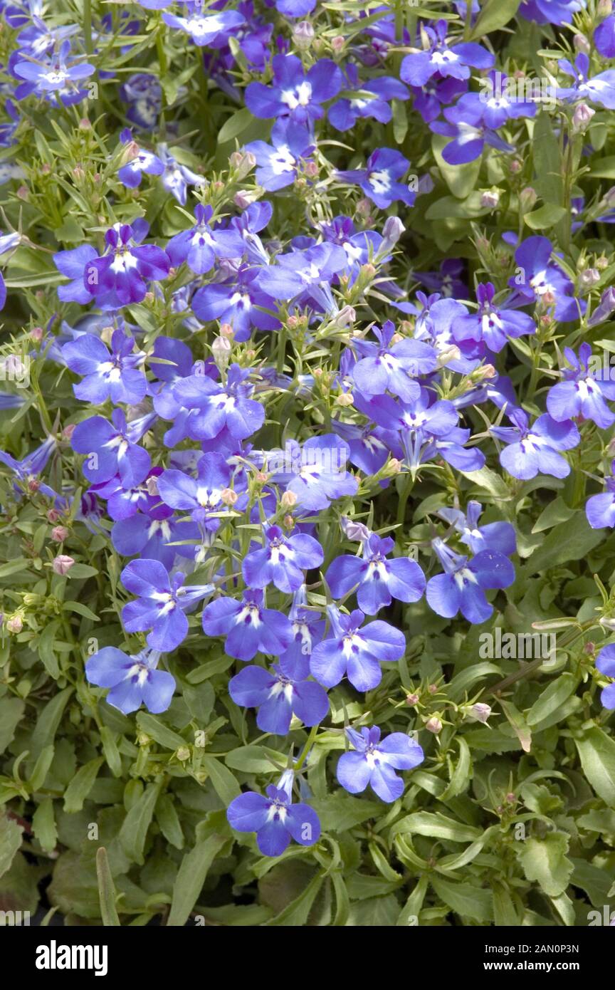 Riviera blue hi-res stock photography and images - Alamy