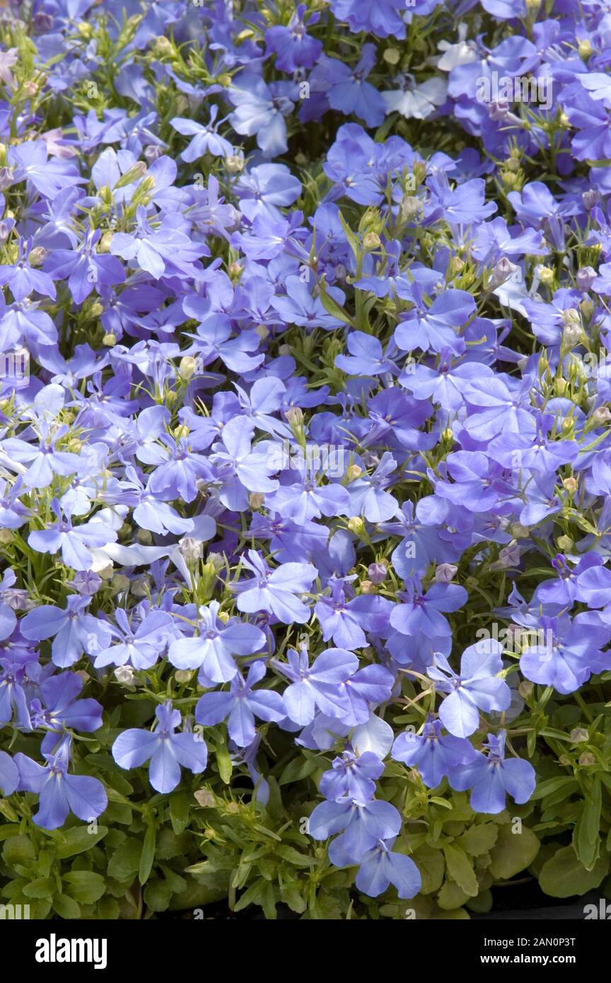 Riviera blue hi-res stock photography and images - Alamy