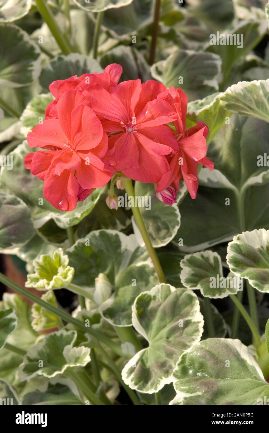 Langguth High Resolution Stock Photography and Images - Alamy
