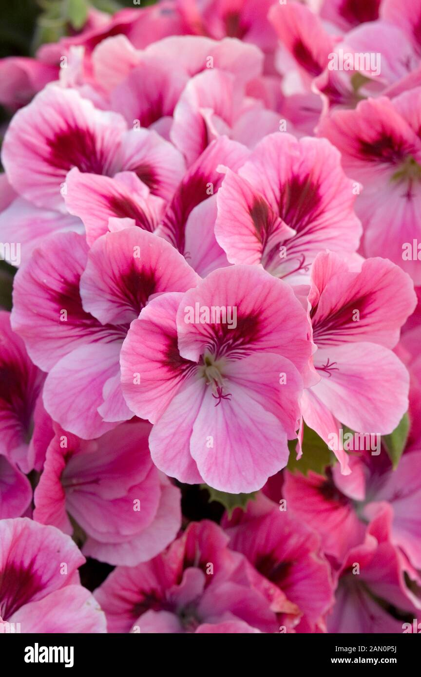 Pink maiden hi-res stock photography and images - Alamy