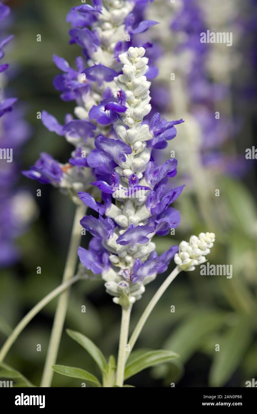 Salvia farinacea strata hi-res stock photography and images - Alamy