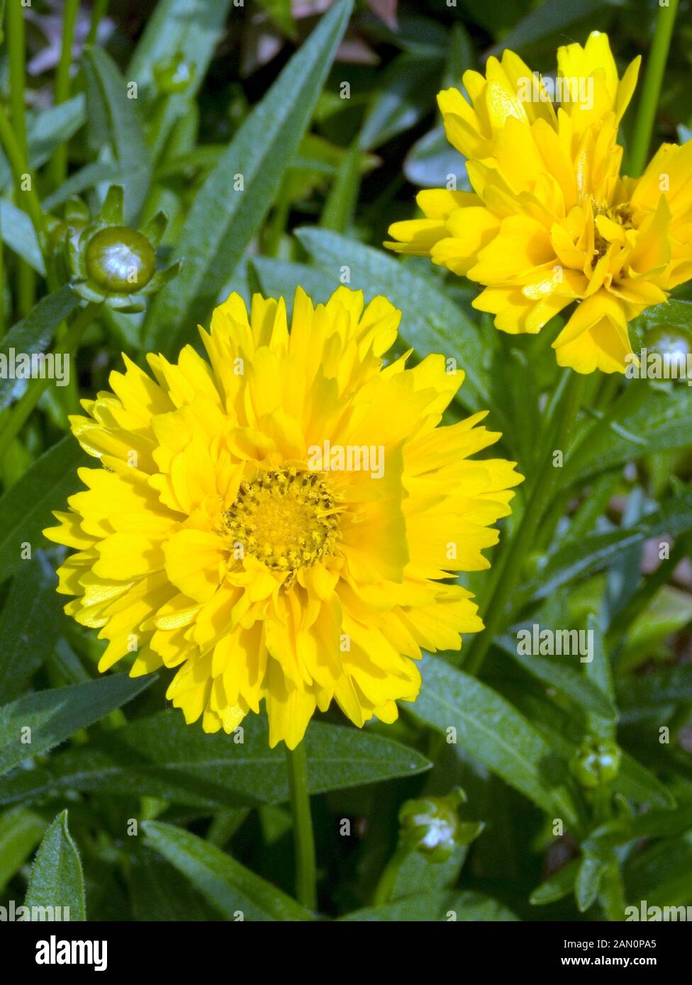 Coreopsis early sunrise hi-res stock photography and images - Alamy