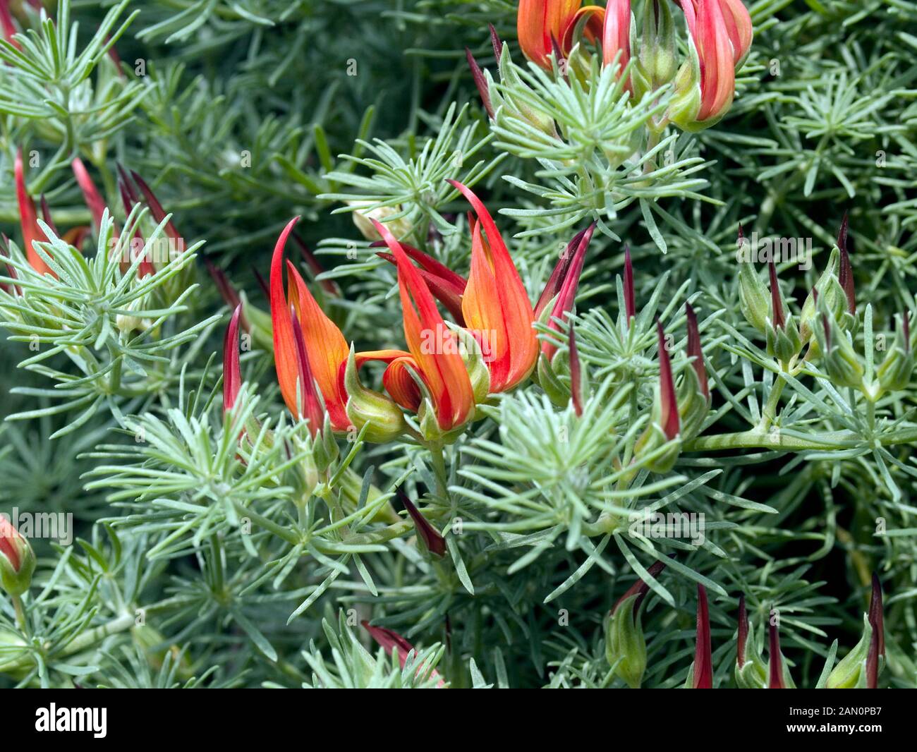 Amazon sunset hi-res stock photography and images - Alamy