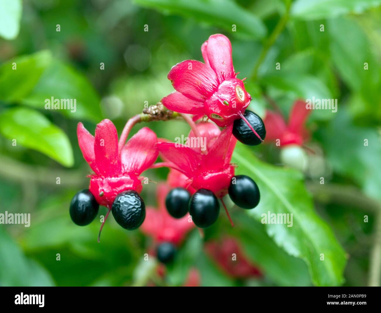 Ochna hi-res stock photography and images - Alamy