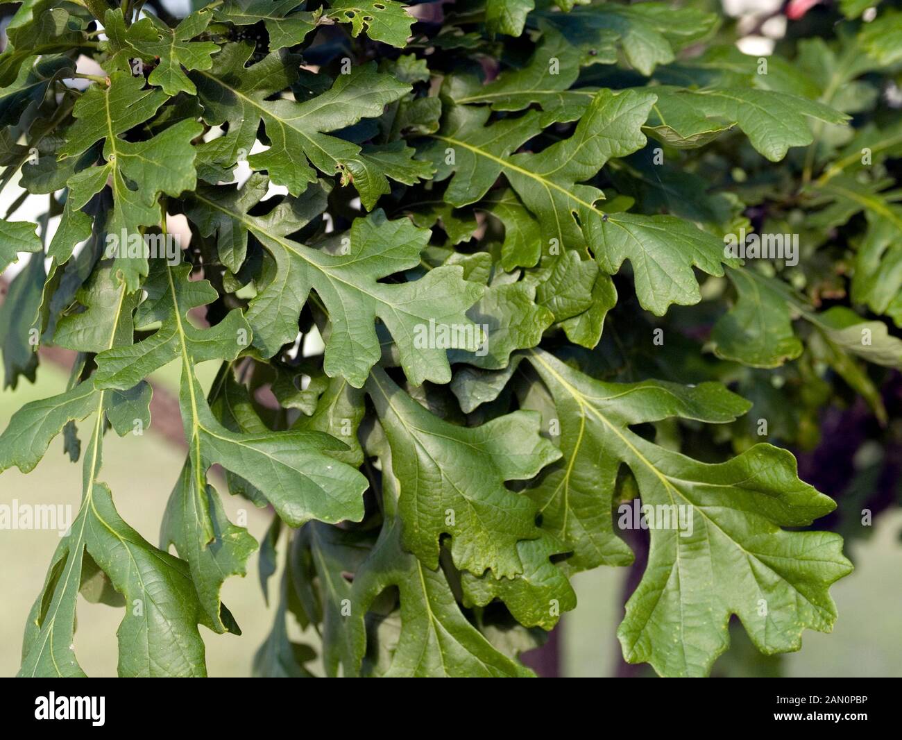 Quercus Macrocarpa Leaf Quercus Macrocarpa Var. Macrocarpa (Bur Oak)
