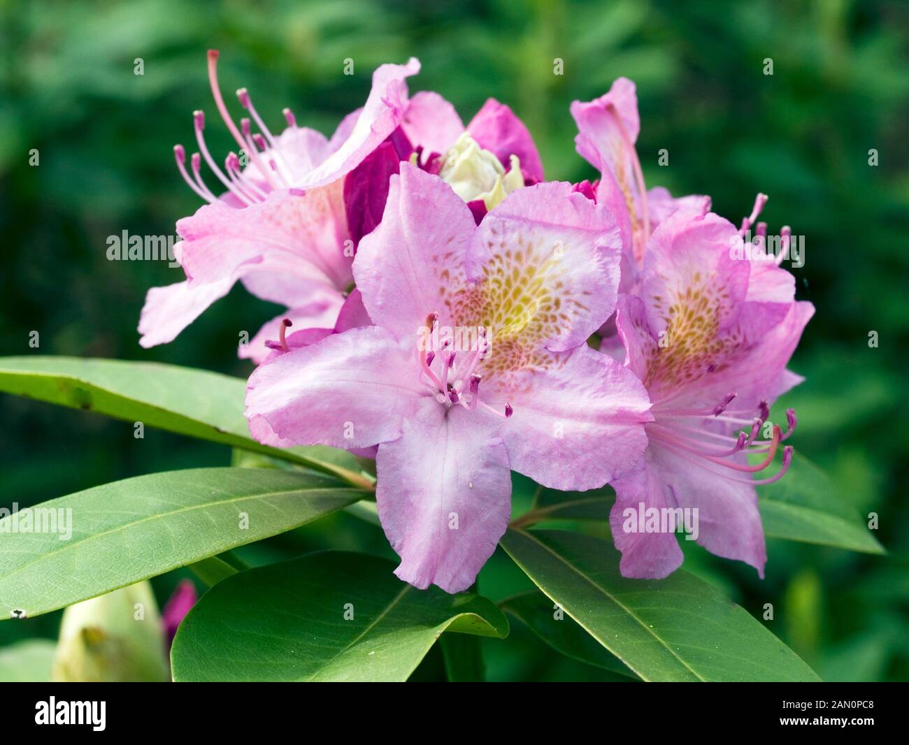 Charles sargent hi-res stock photography and images - Alamy