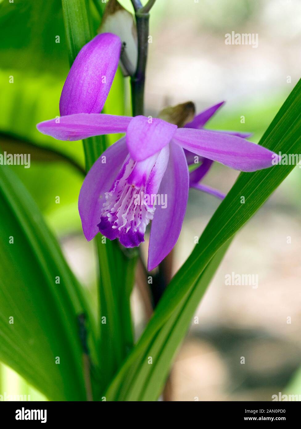 Bletilla hi-res stock photography and images - Alamy