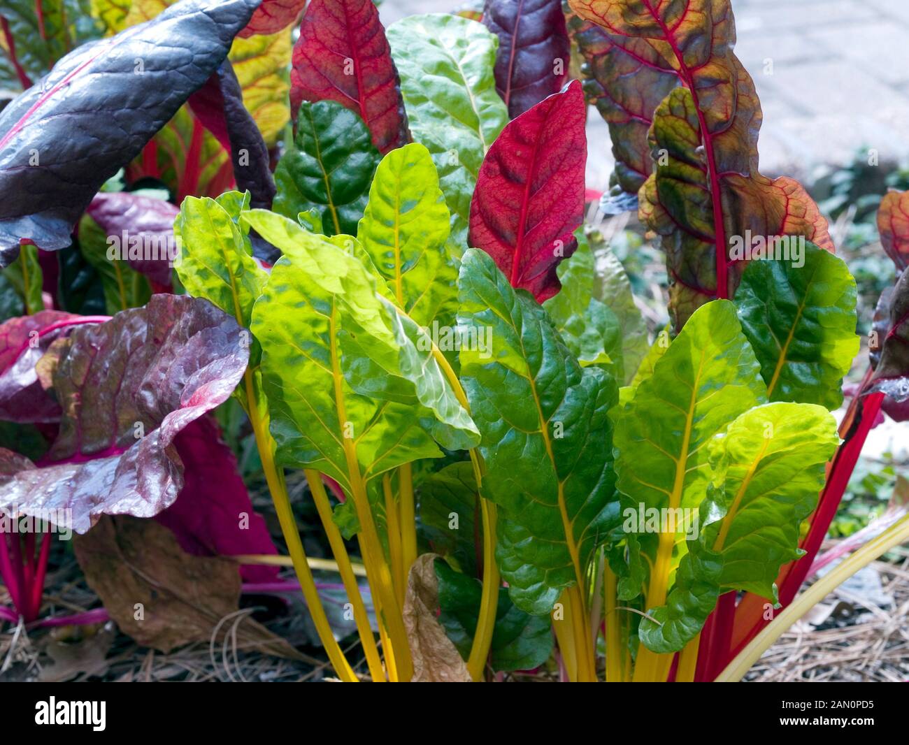 Swiss chard flower High Resolution Stock Photography and Images - Alamy