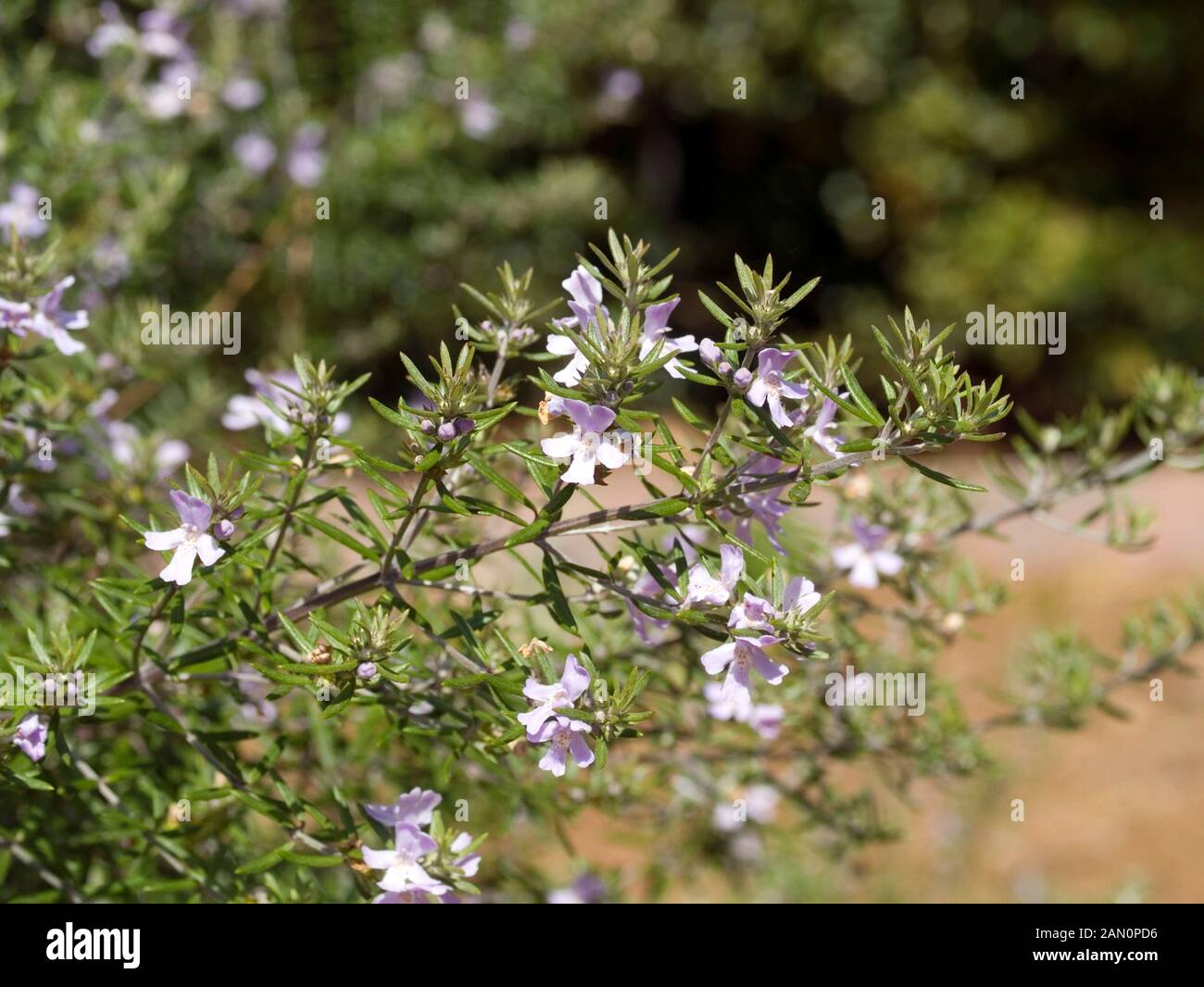 Westringia hi-res stock photography and images - Alamy