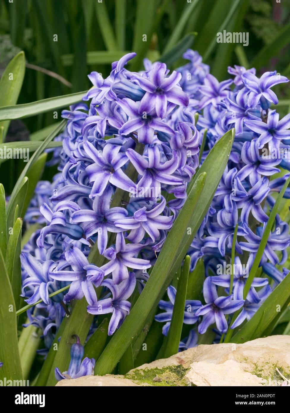 Hyacinthus blue hi-res stock photography and images - Alamy