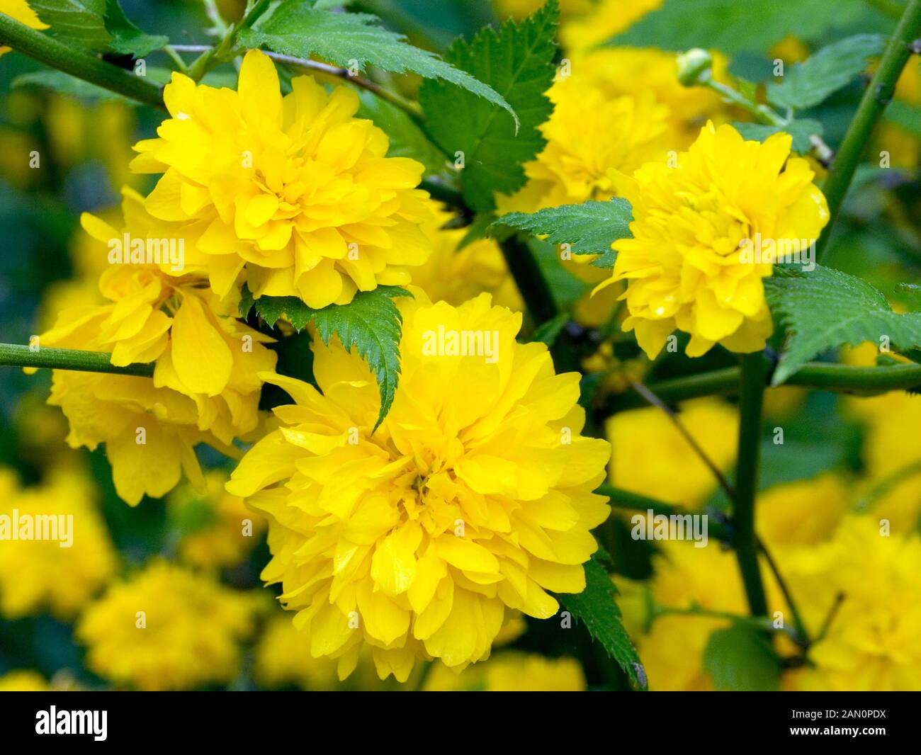 Kerria japonica pleniflora hi-res stock photography and images - Alamy