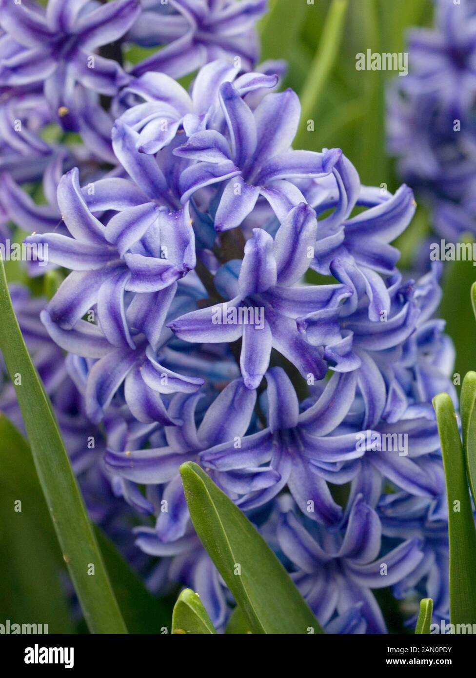 Hyacinthus blue hi-res stock photography and images - Alamy
