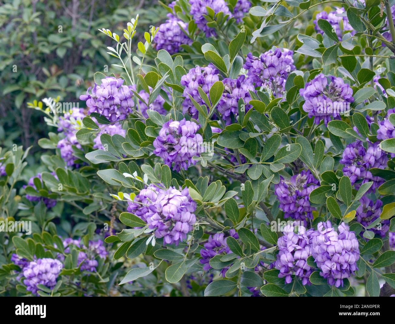 Sophora secundiflora hi-res stock photography and images - Alamy