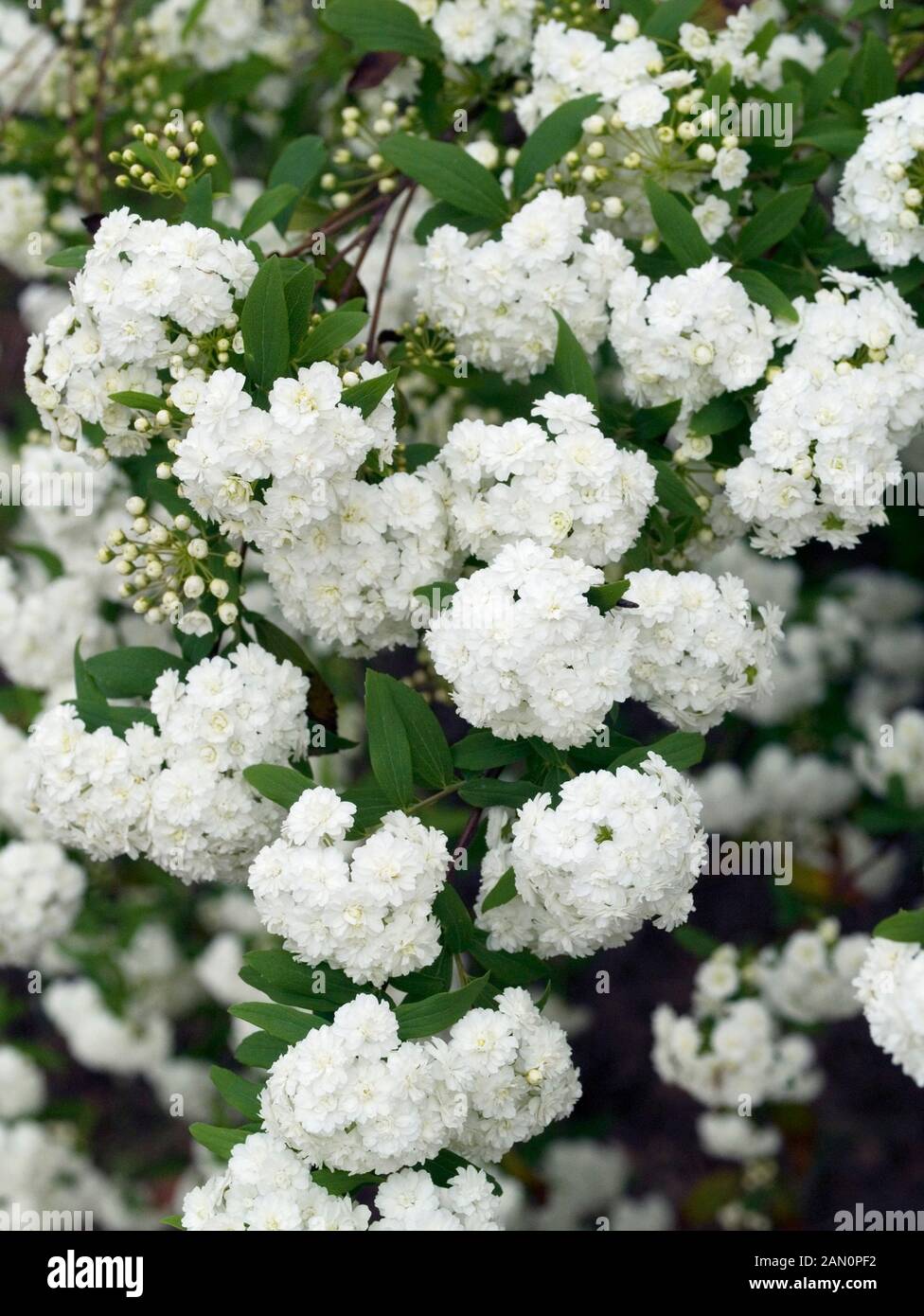 Spiraea cantoniensis hi-res stock photography and images - Alamy