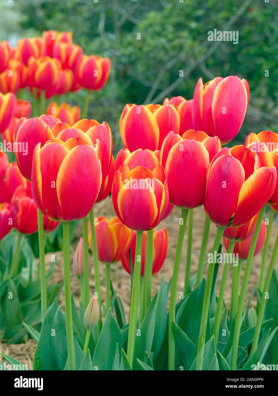 TULIPA WORLD''S FAVORITE Stock Photo - Alamy