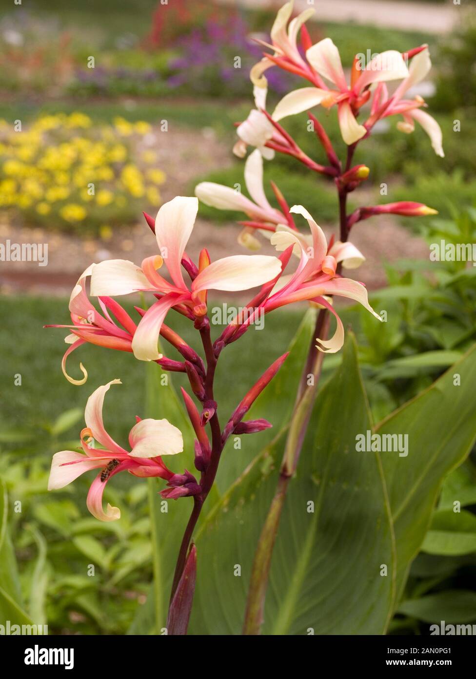 Canna panache hi-res stock photography and images - Alamy