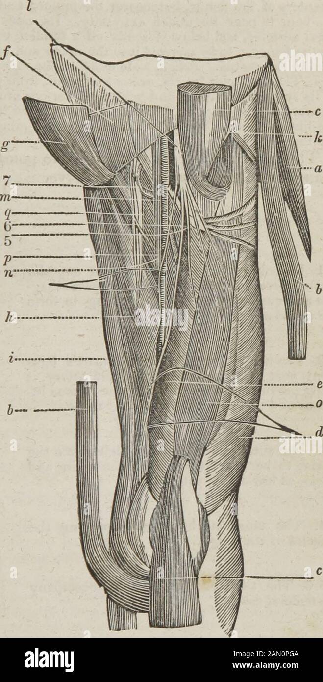 The dissector's guide, or, Student's companion : illustrated by ...
