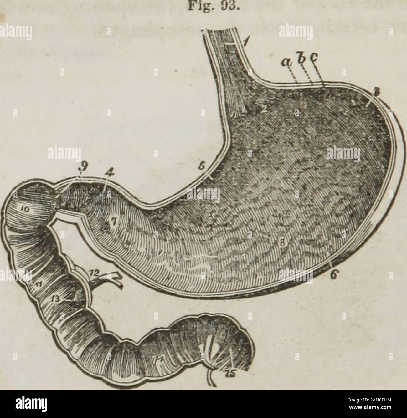 Anatomy and physiology : designed for academies and families . ction of ...