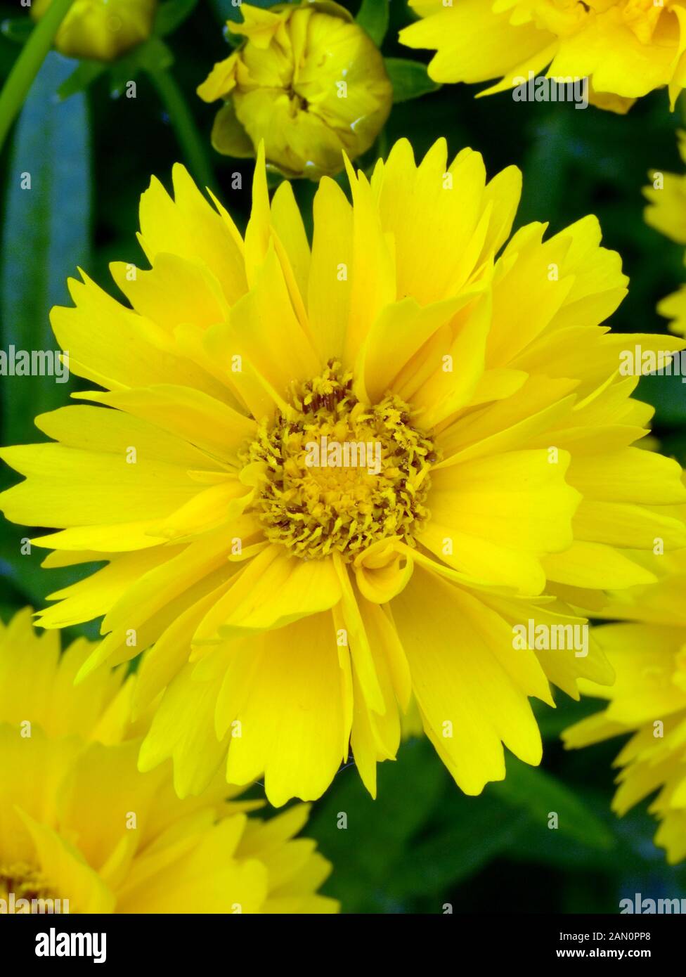 Coreopsis early sunrise hi-res stock photography and images - Alamy