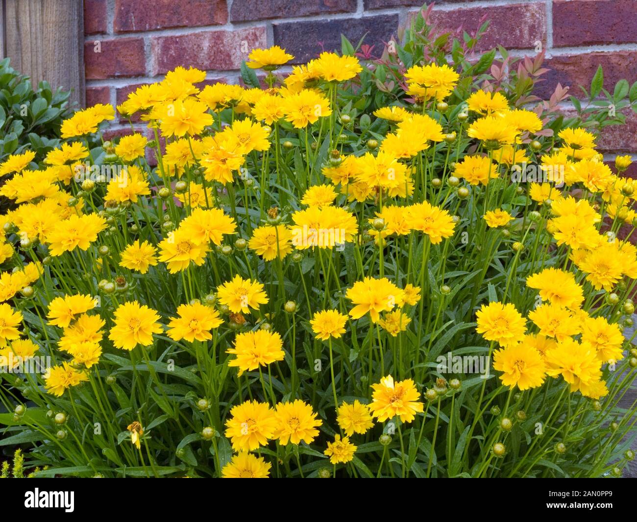 Coreopsis early sunrise hi-res stock photography and images - Alamy