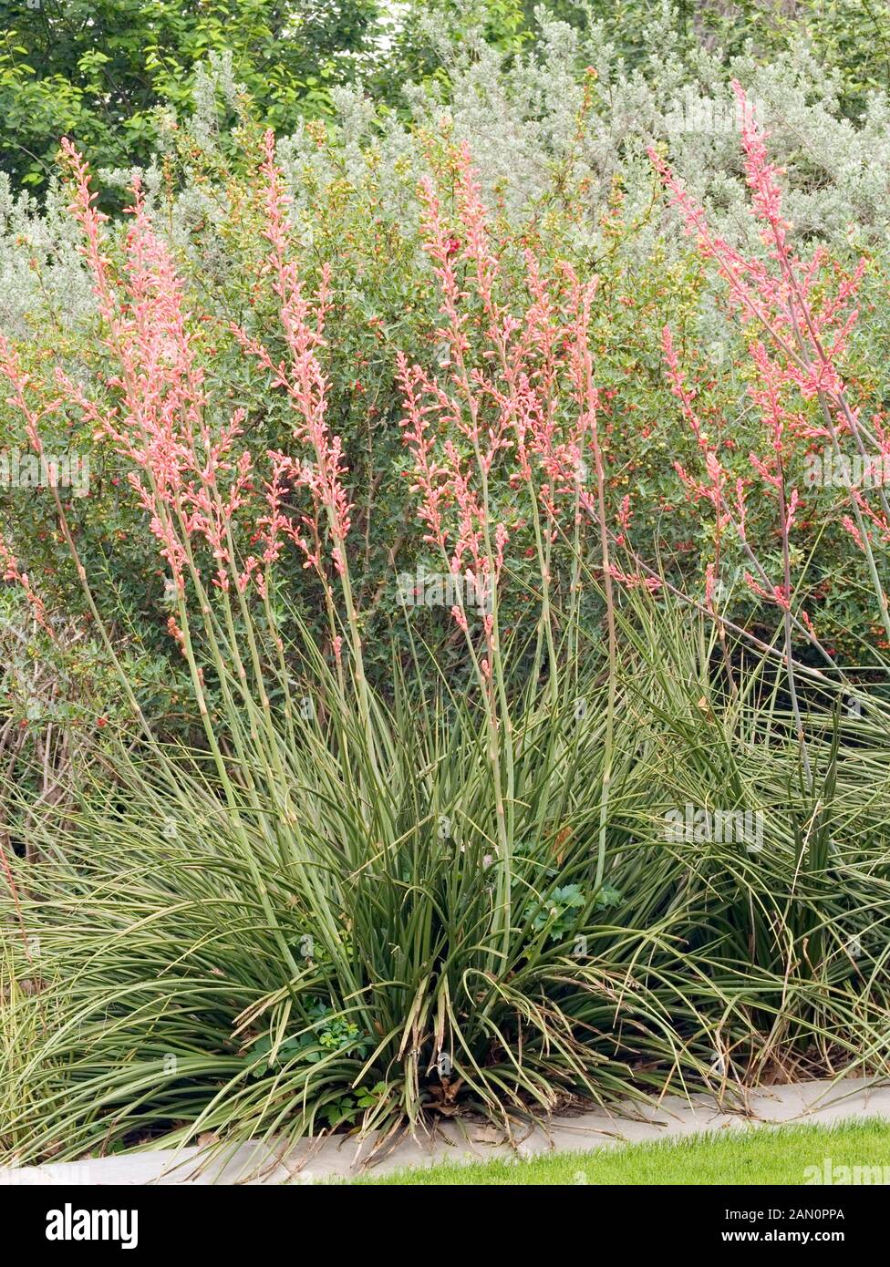 Parvifolia hi-res stock photography and images - Alamy