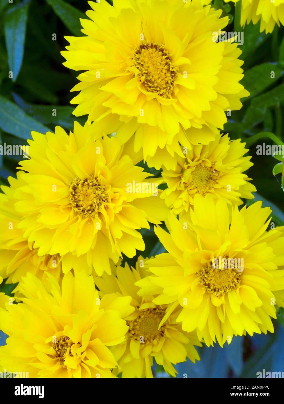 Coreopsis early sunrise hi-res stock photography and images - Alamy