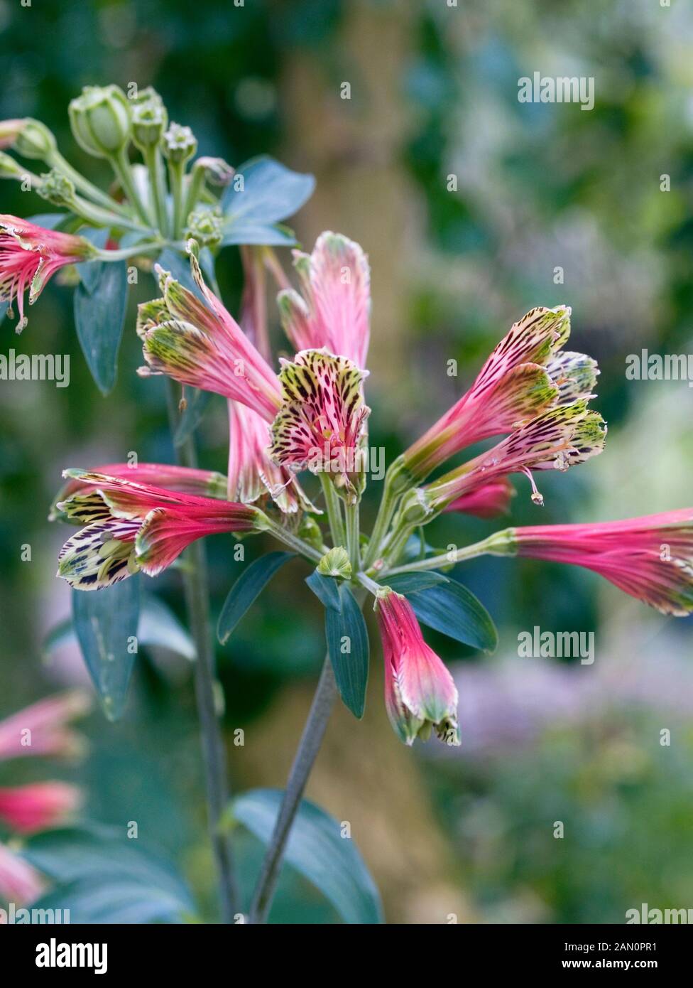 Psittacina hi-res stock photography and images - Alamy