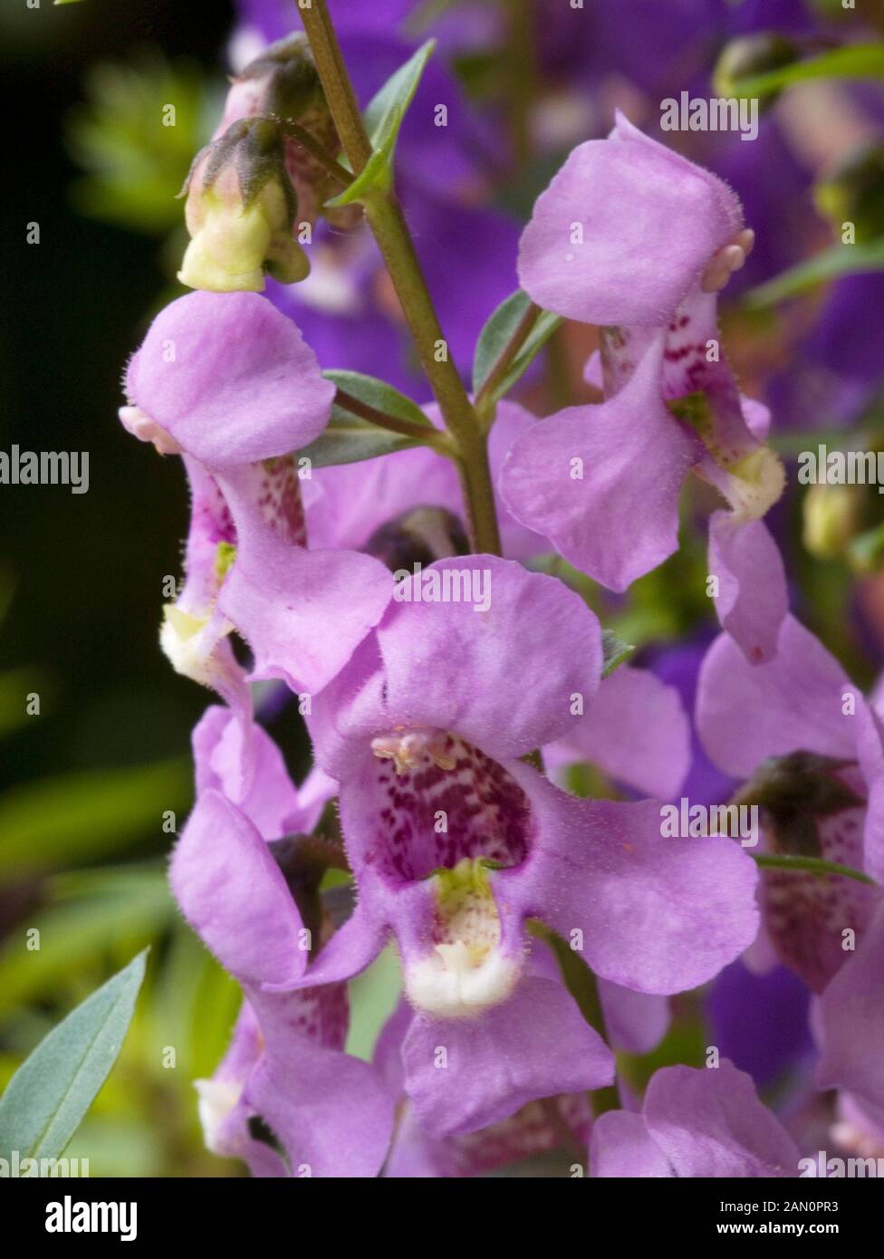 Angelonia serena hi-res stock photography and images - Alamy