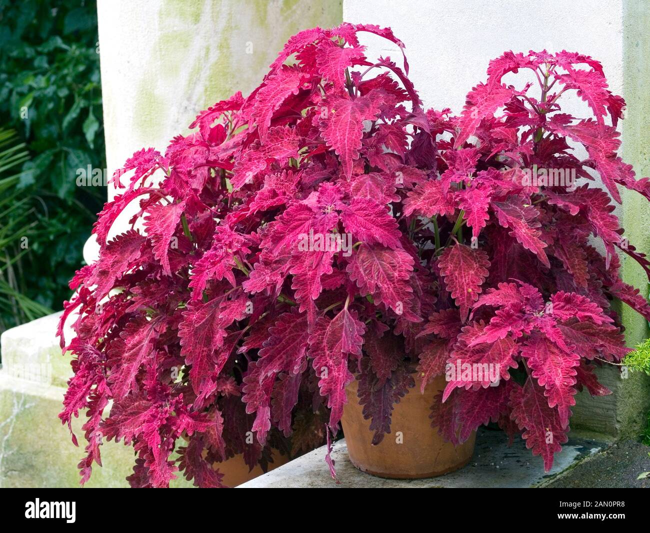 Coleus container hi-res stock photography and images - Alamy