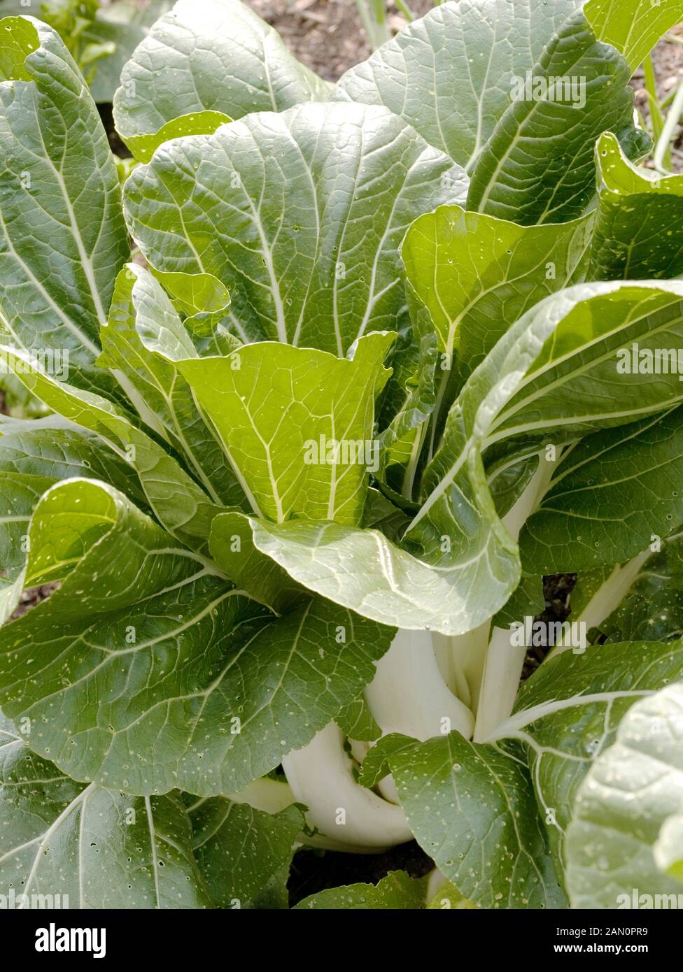 Joi Hi Res Stock Photography And Images Alamy