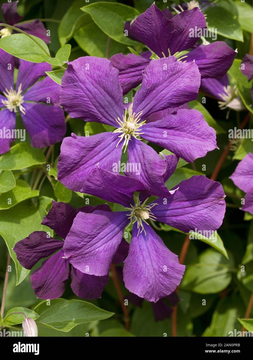 Clematis etoile violette hi-res stock photography and images - Alamy