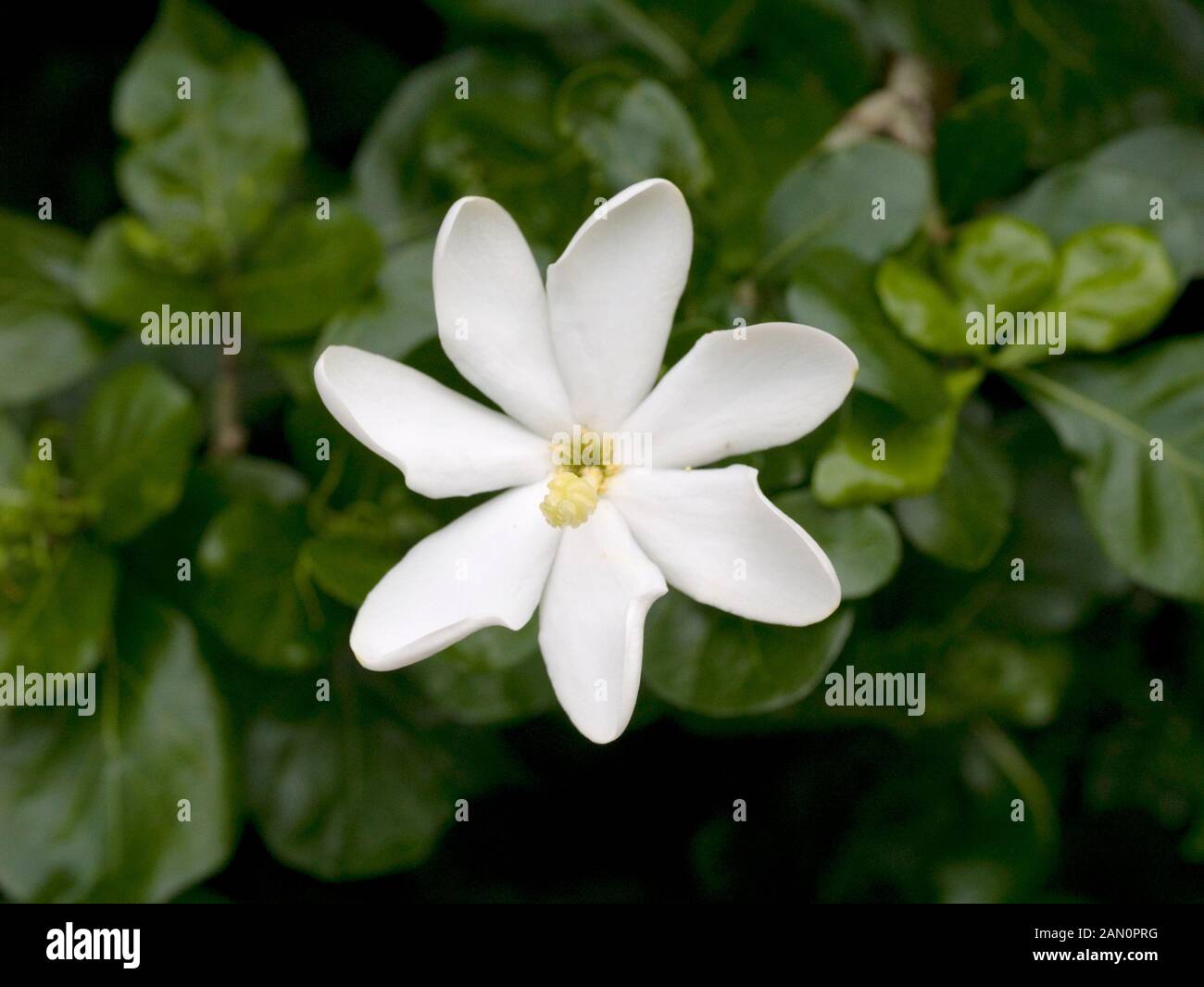 Gardenia cornuta hi-res stock photography and images - Alamy