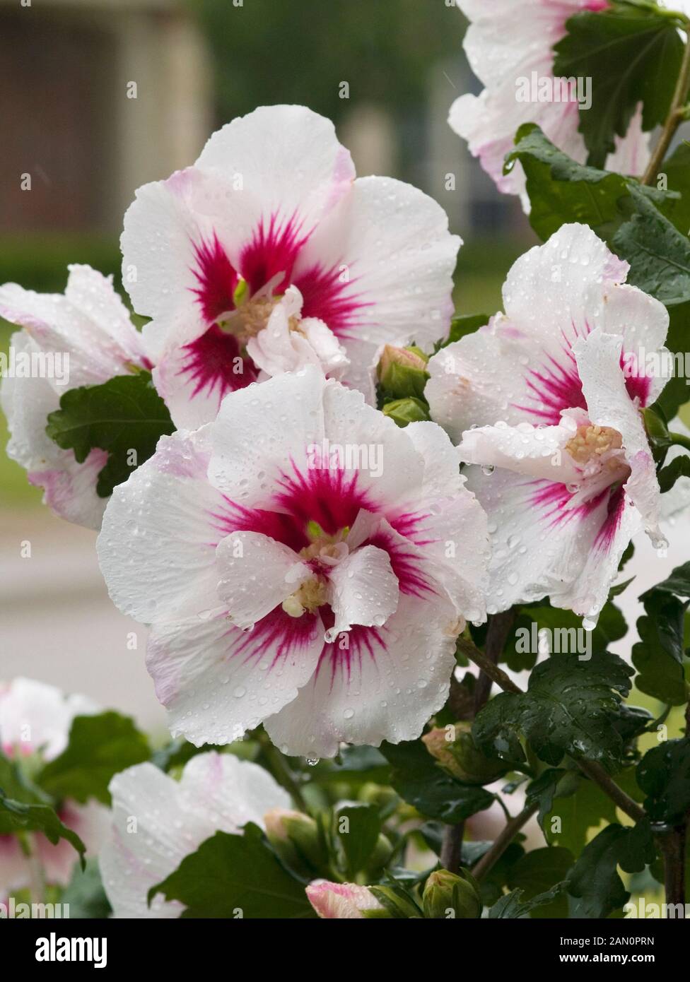 HIBISCUS SYRIACUS HELENE Stock Photo - Alamy