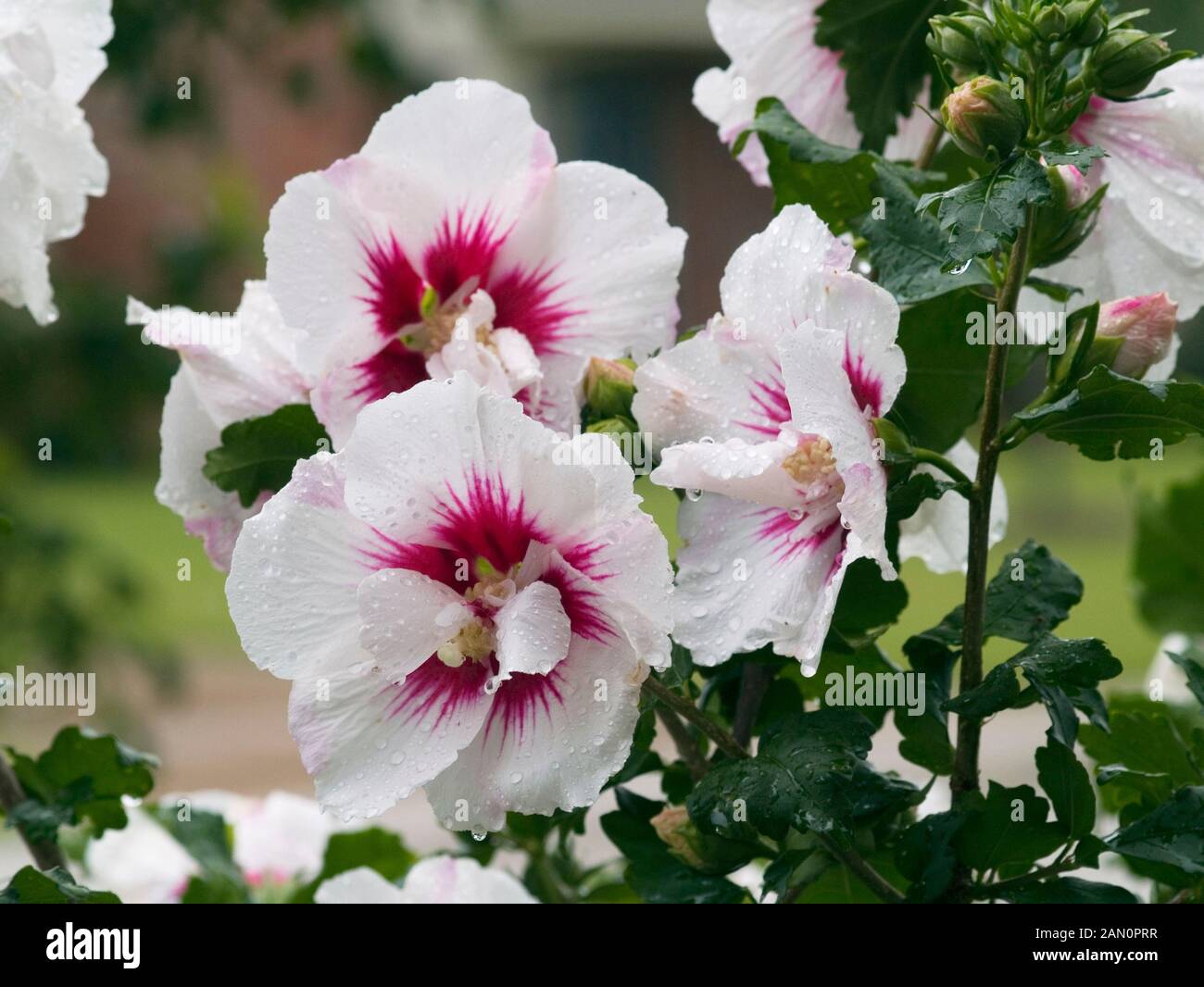 HIBISCUS SYRIACUS HELENE Stock Photo - Alamy