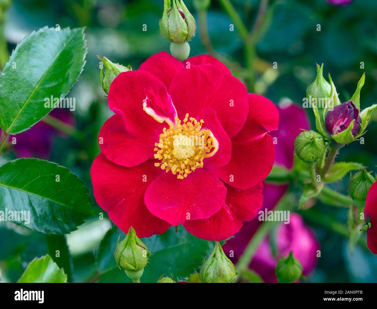 Rosa flower hi-res stock photography and images - Alamy