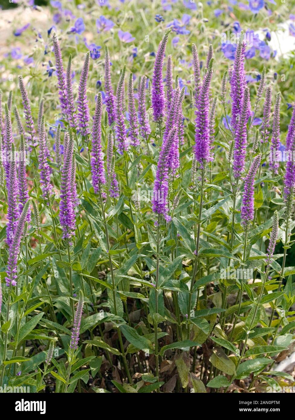 Veronica purpleicious hi-res stock photography and images - Alamy