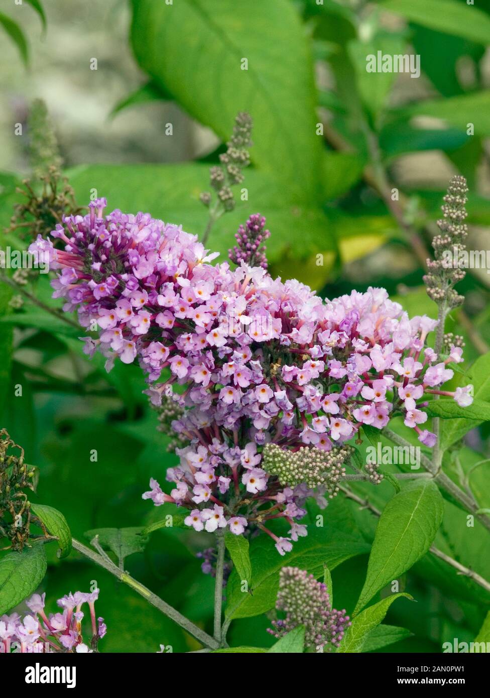 BUDDLEIA DAVIDII PEACOCK Stock Photo - Alamy