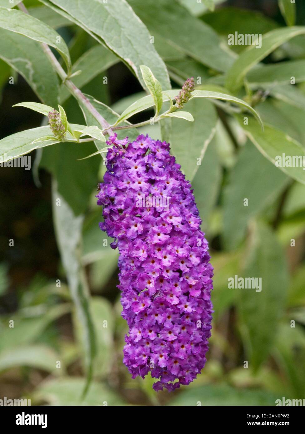 Buddleia davidii harlequin hi-res stock photography and images - Alamy