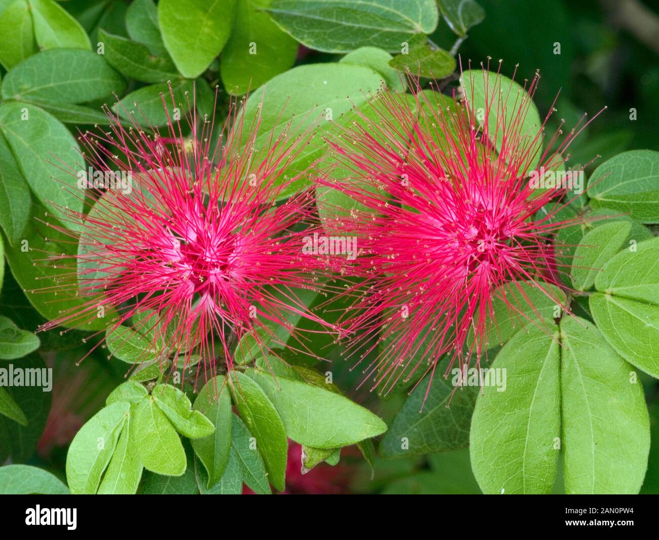 Emarginata hi-res stock photography and images - Alamy