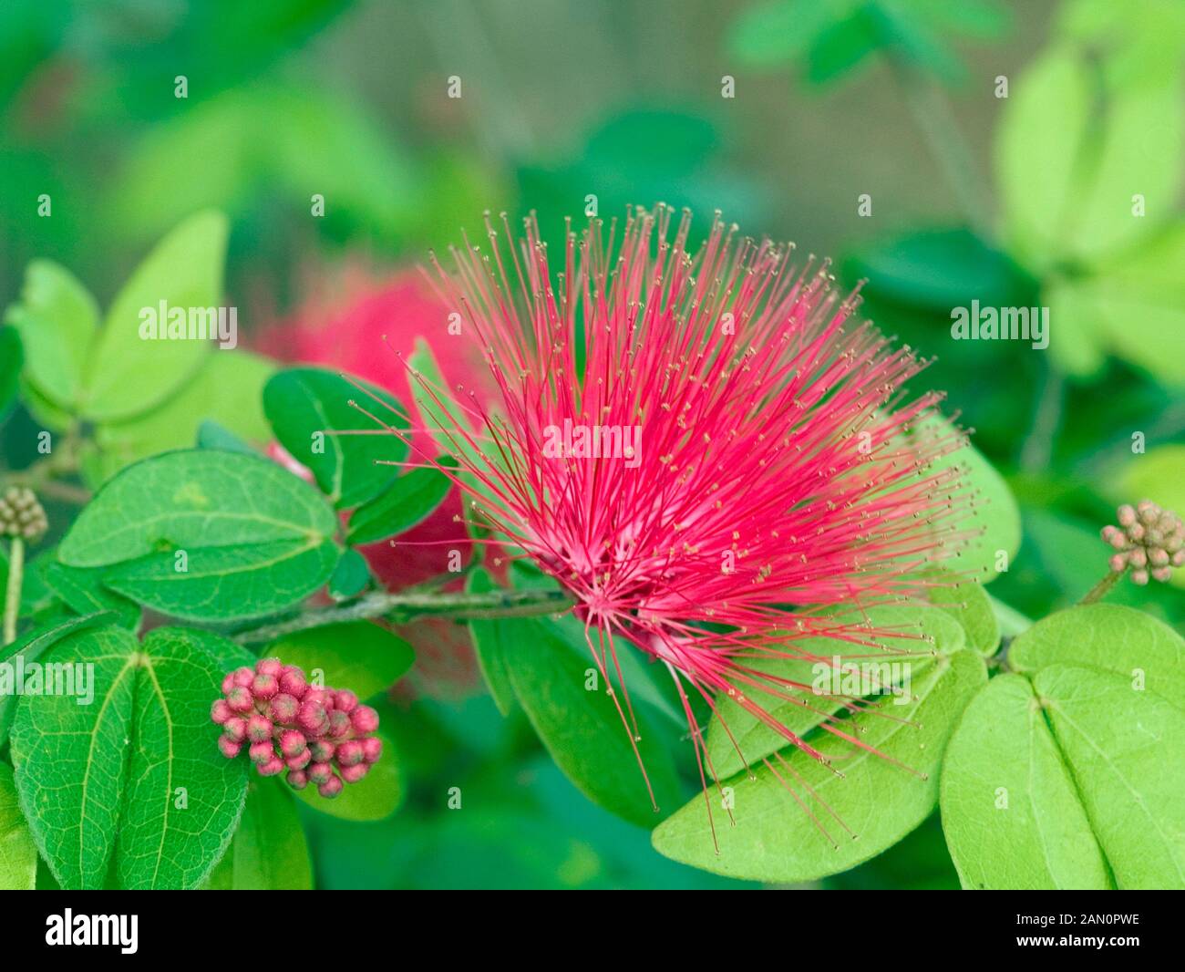 Emarginata hi-res stock photography and images - Alamy