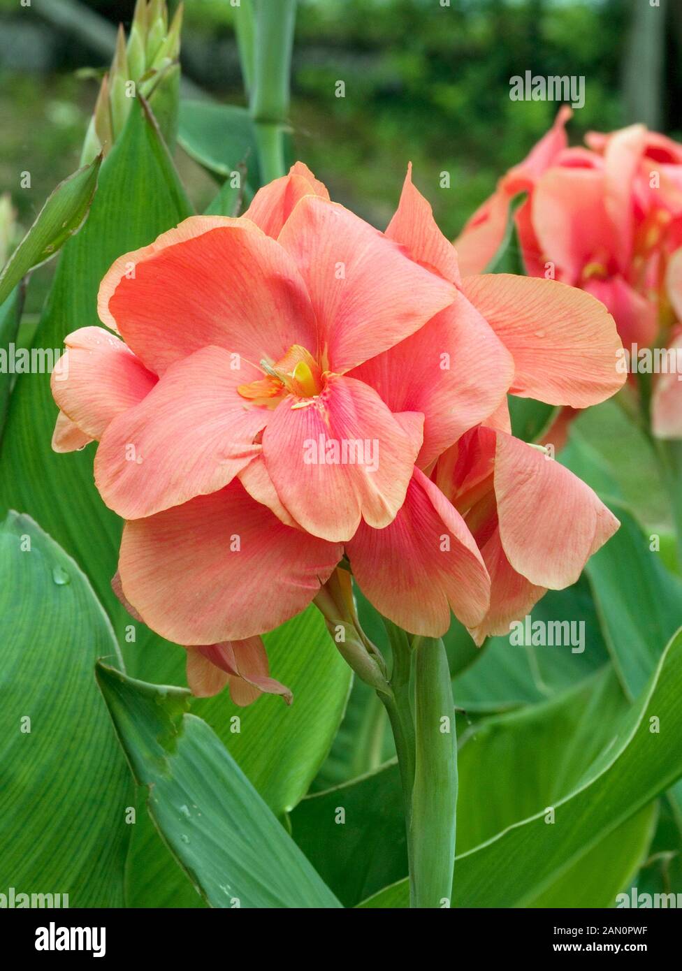 Canna Hybrida High Resolution Stock Photography and Images - Alamy
