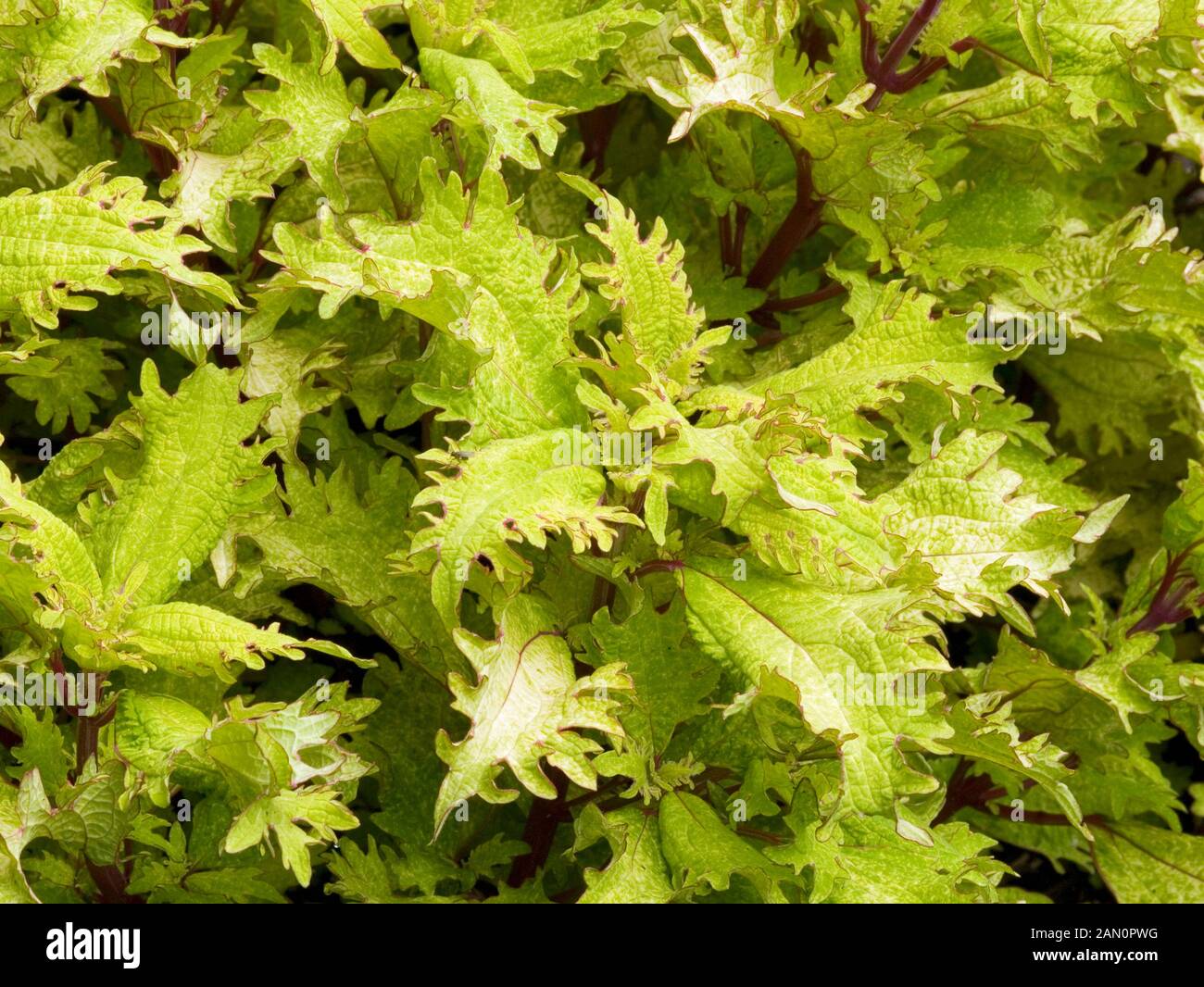 Coleus lemon hi-res stock photography and images - Alamy