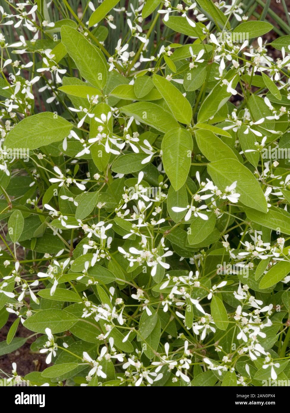 EUPHORBIA DIAMOND FROST Stock Photo - Alamy