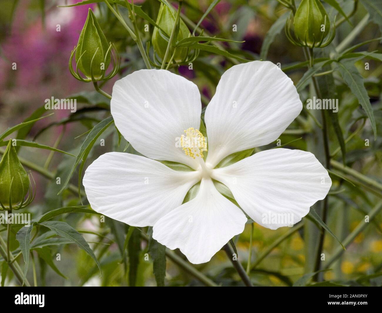 Hibiscus coccinea hi-res stock photography and images - Alamy