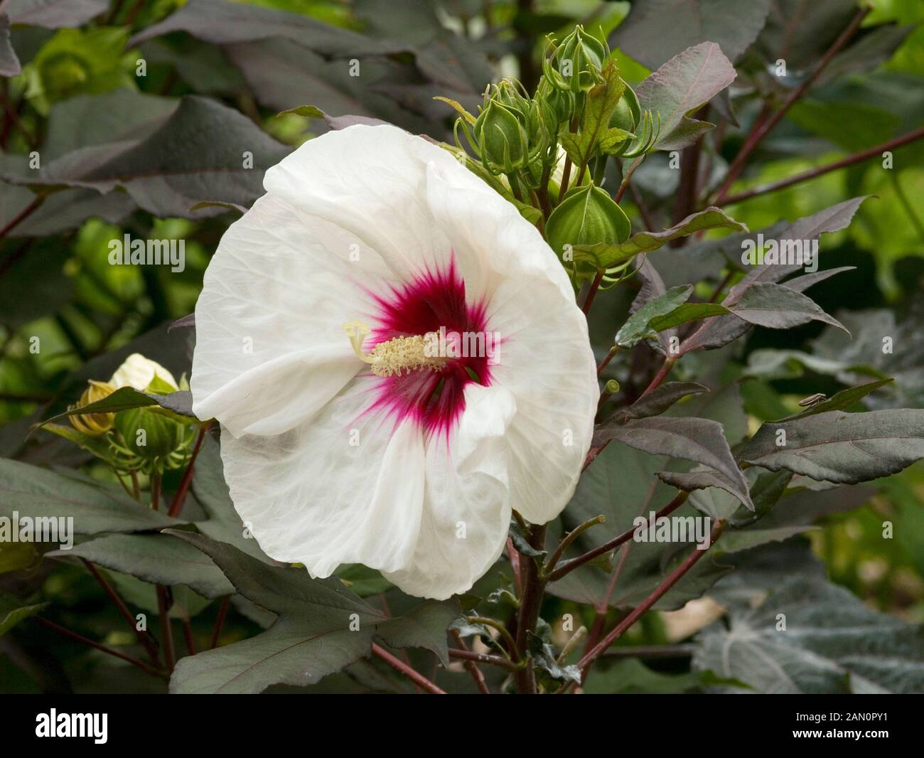 HIBISCUS KOPPER KING Stock Photo - Alamy